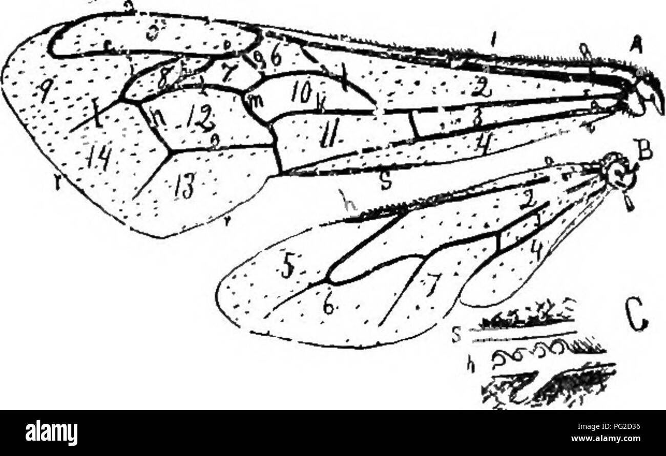 Tibial spurs hi-res stock photography and images - Alamy