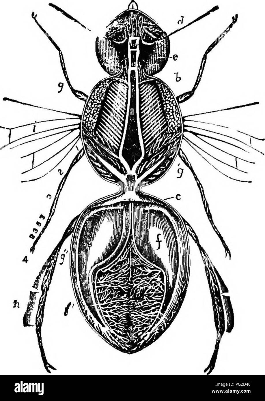 This guide offers an in-depth look at bee anatomy, including detailed ...