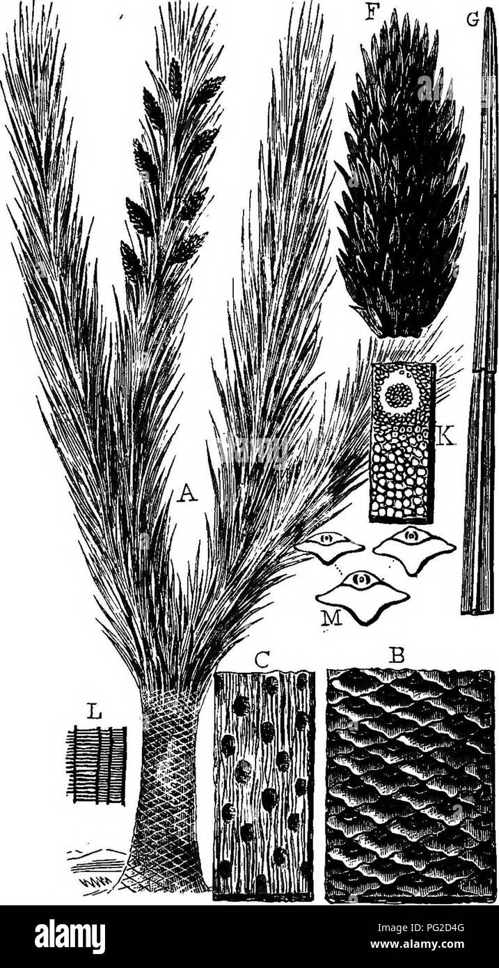 This study focuses on the geological history of plants, particularly ...