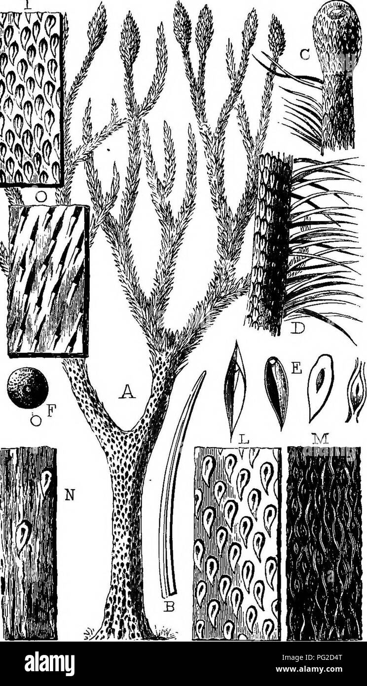 This paleobotanical study from 1888 explores the geological history of ...