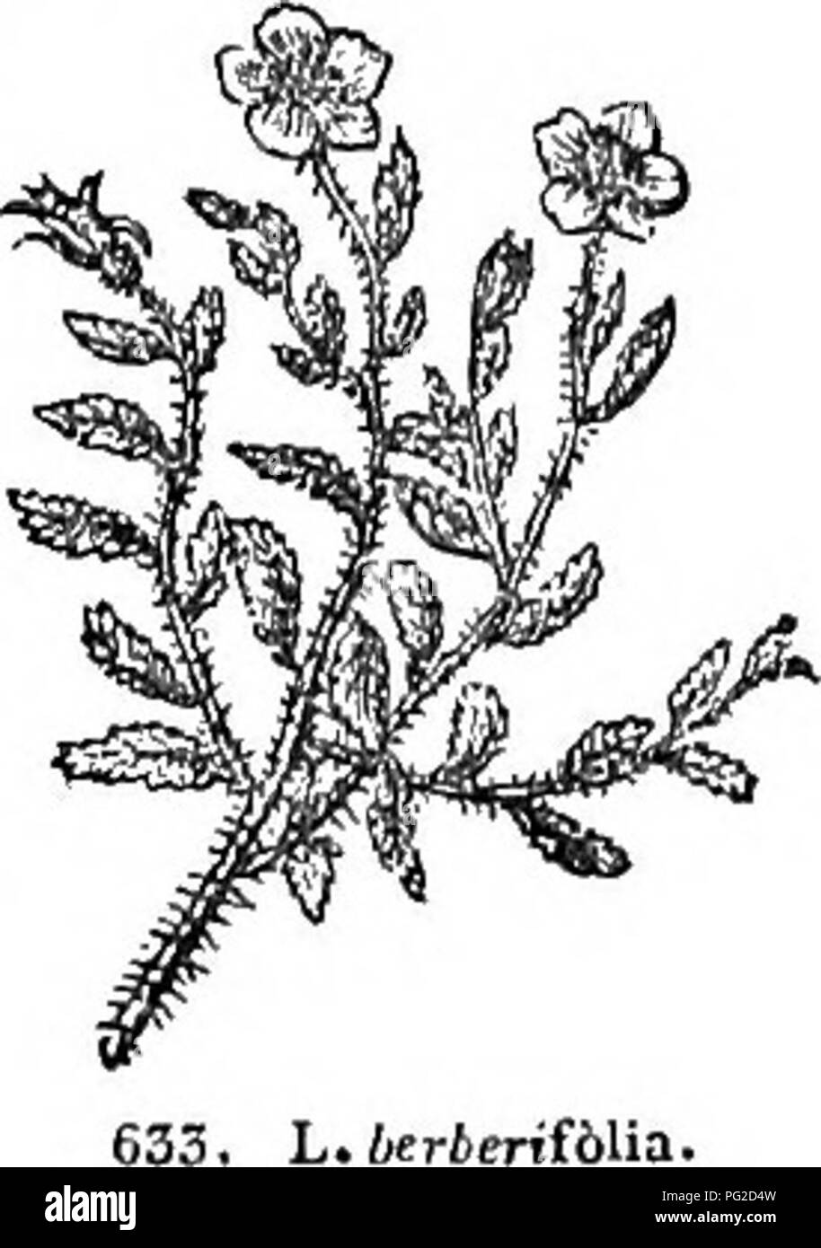 Icosandria monog hi-res stock photography and images - Alamy