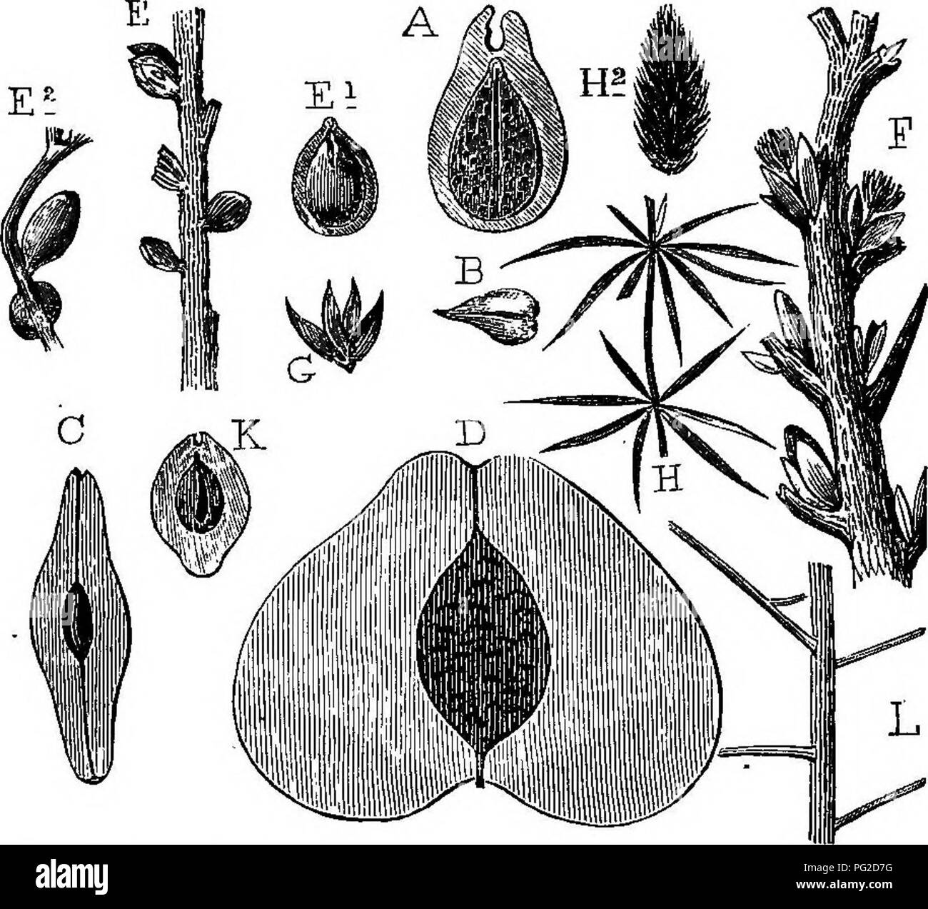 This work explores the geological history of plants, with a focus on ...
