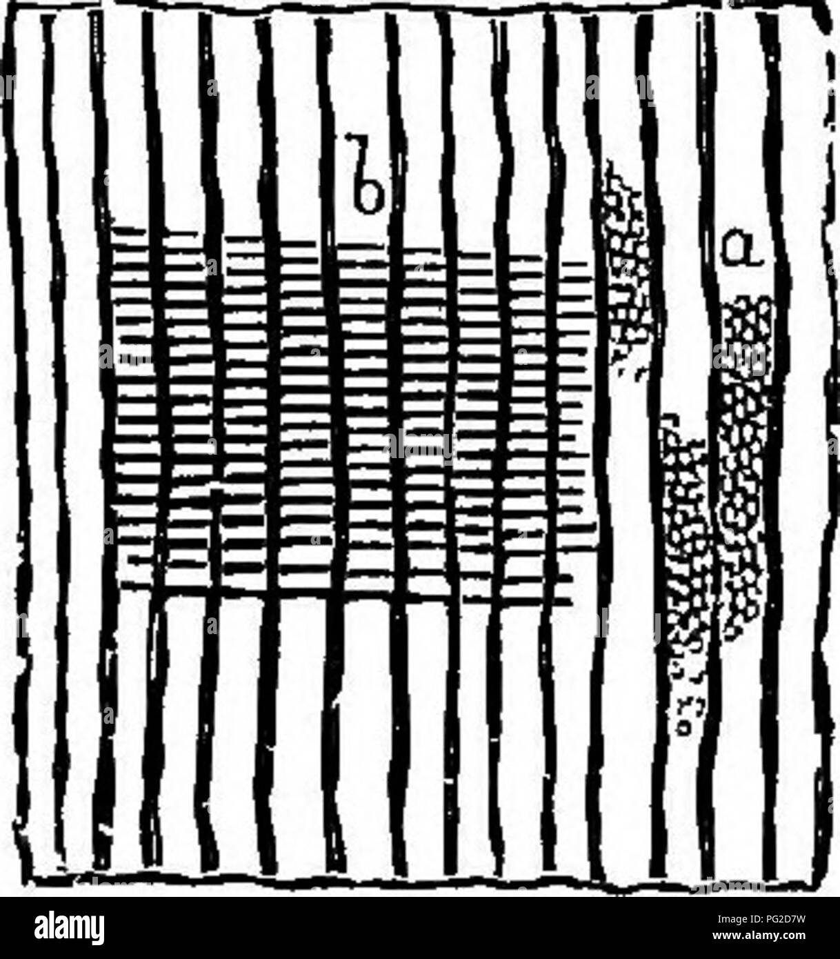 . The geological history of plants. Paleobotany; 1888. a. B, wooa; a ...