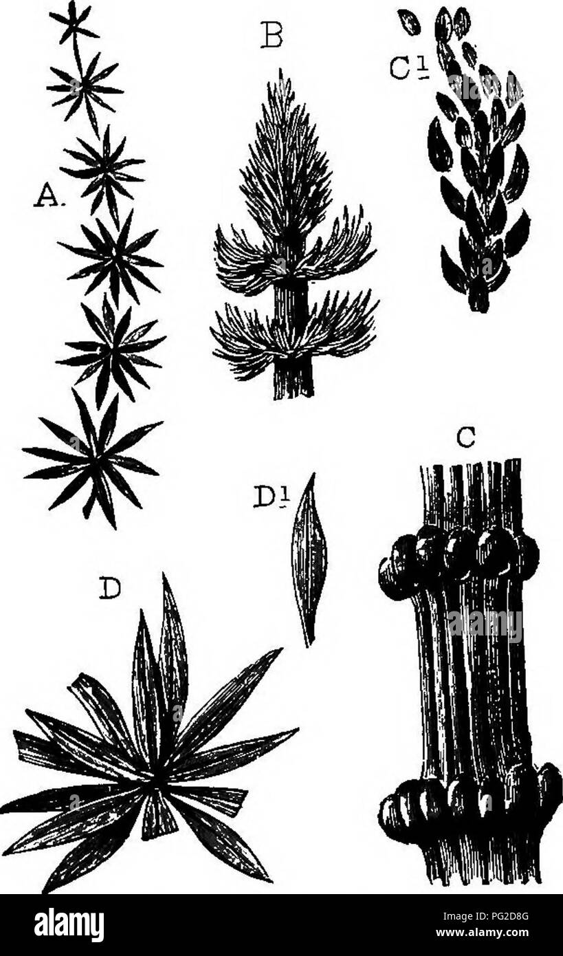 This text outlines the geological history of plants, focusing on their ...