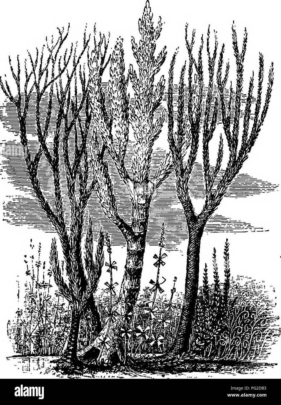 Sphenophyllum hi-res stock photography and images - Alamy