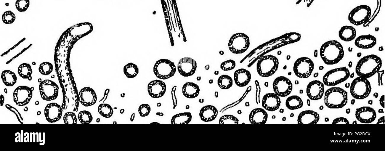 This work on paleobotany explores the geological history of plants ...