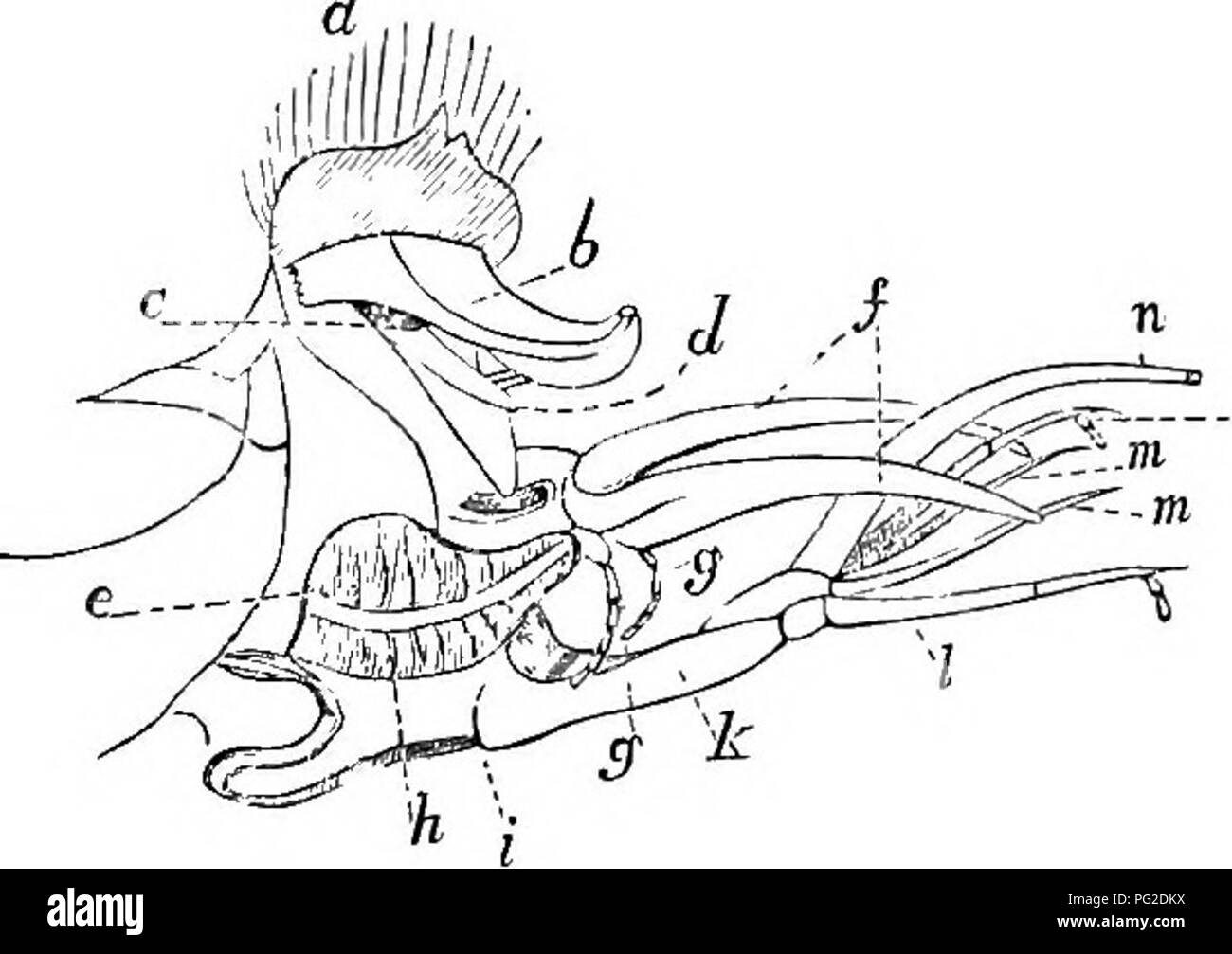 This work introduces the natural history and economic significance of ...
