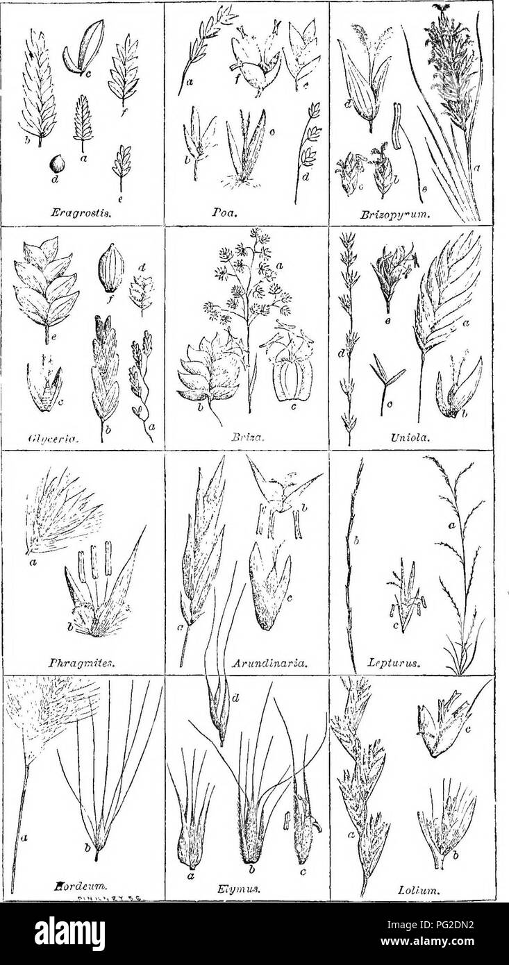 This image is from Class-book of Botany by Alphonso Wood, outlining the ...