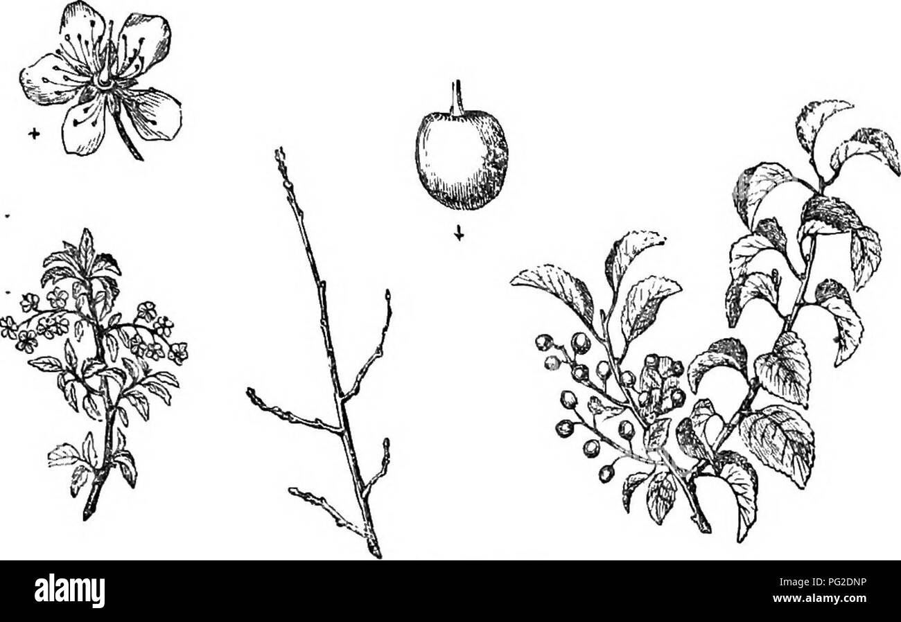 Ornamental foreign plants Cut Out Stock Images & Pictures - Alamy