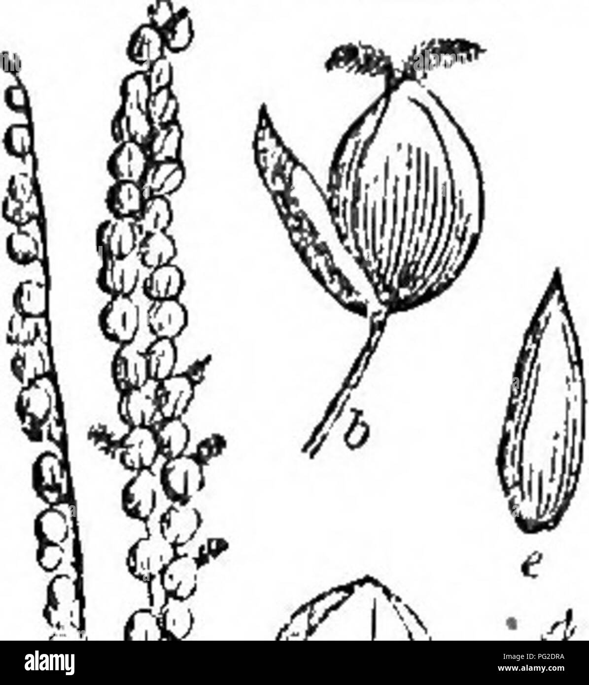 This book provides a detailed overview of plant structure, physiology ...