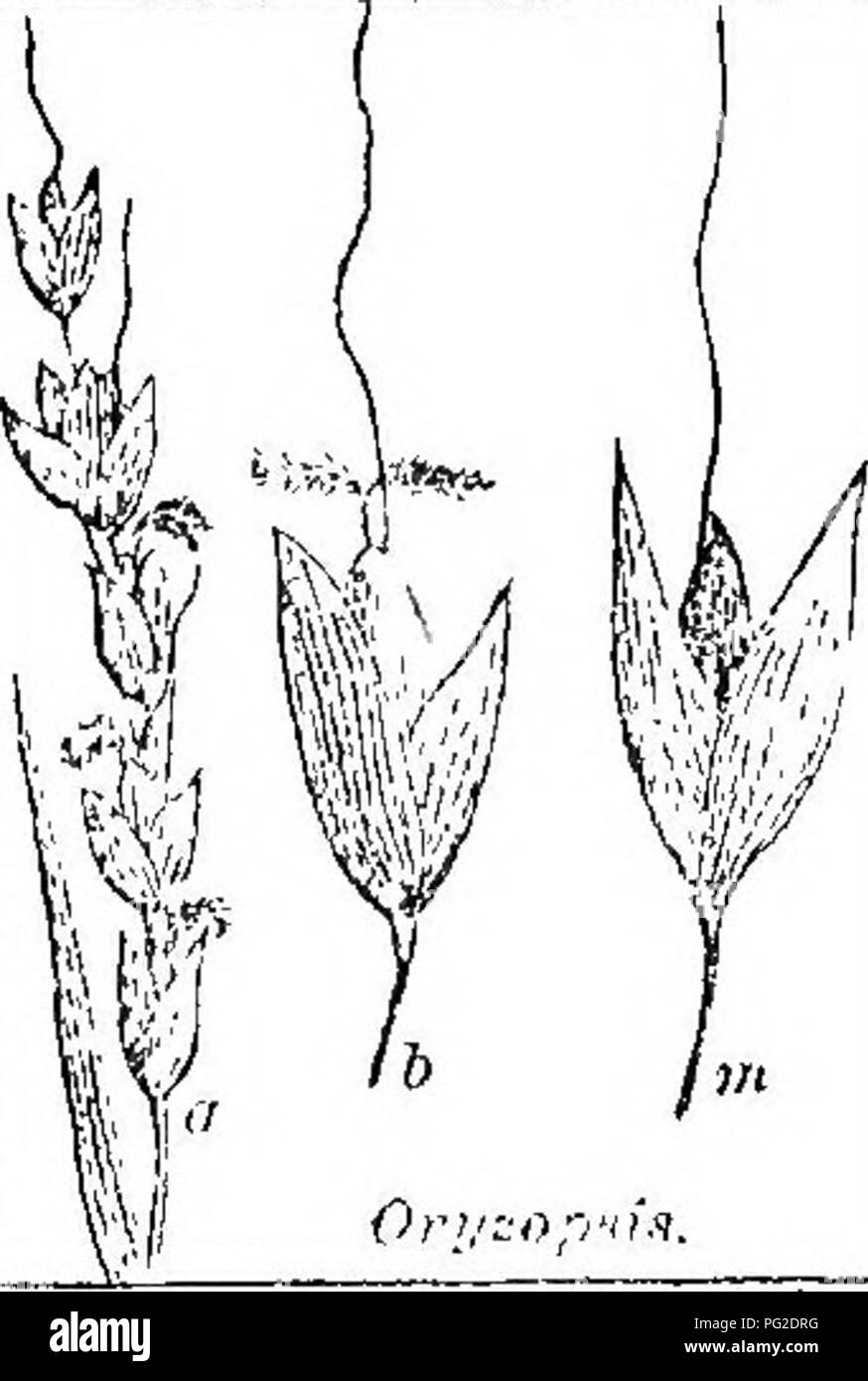 This Class Book Of Botany Provides An Overview Of Plant Structure