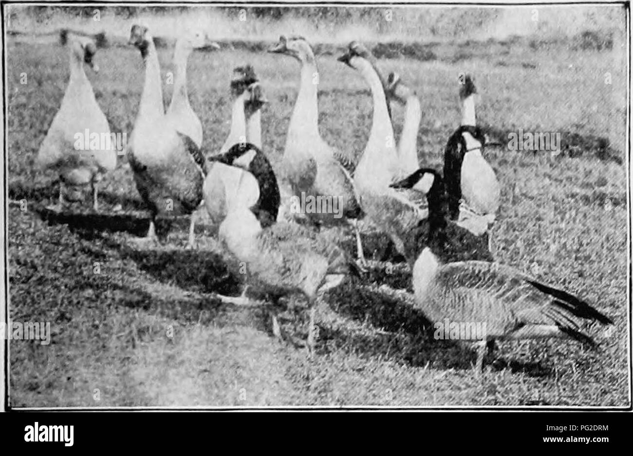 This poultry care textbook offers insights into the care and breeding ...