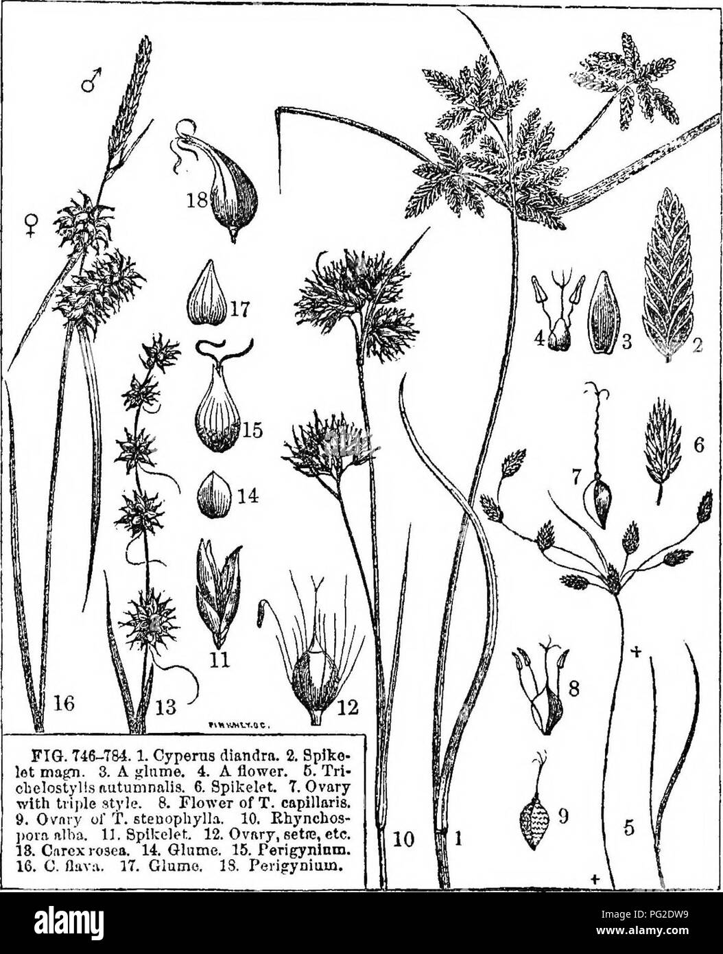 Puberulent hi-res stock photography and images - Alamy