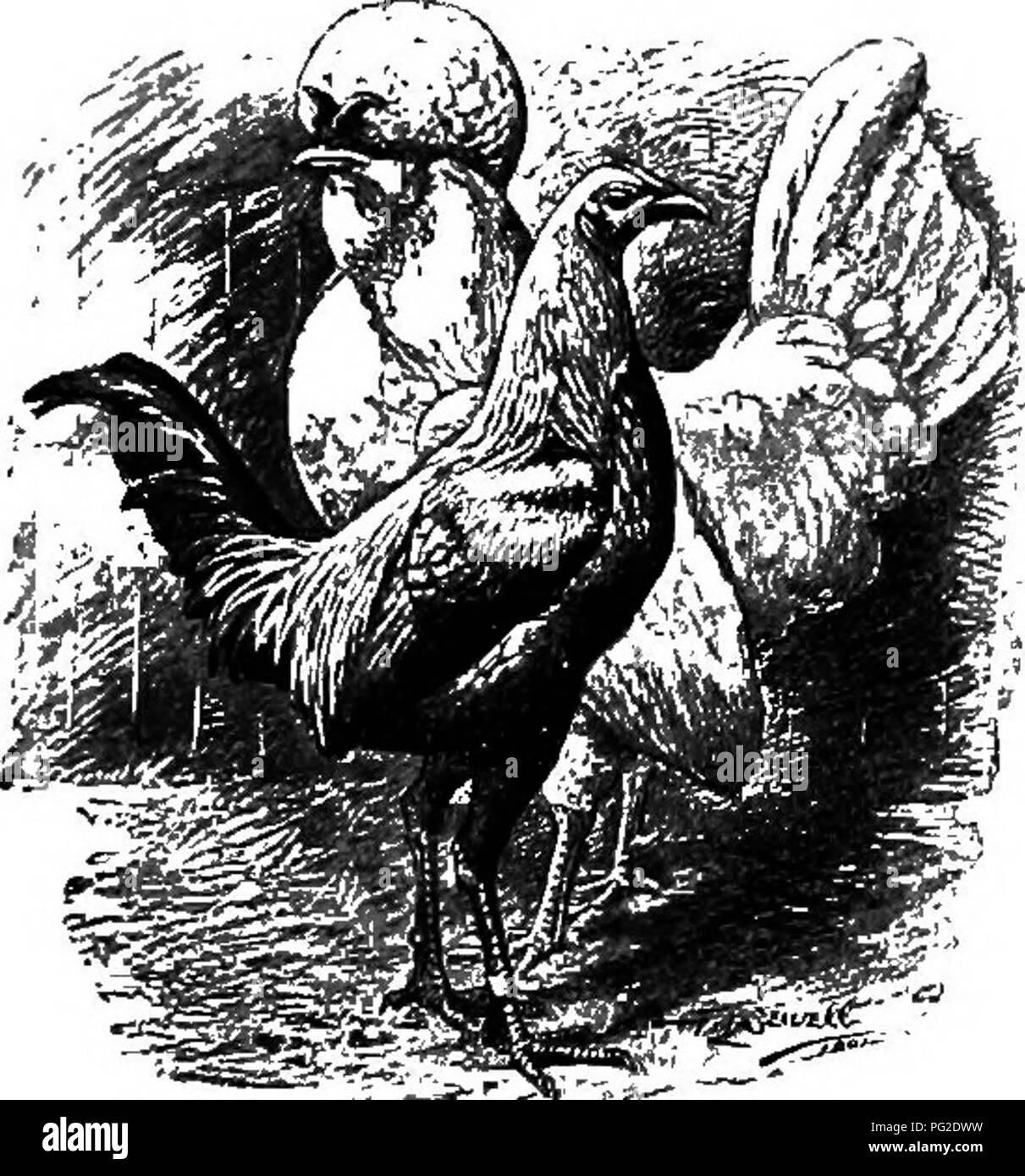 'Poultry-craft' is a comprehensive text on the care and breeding of ...