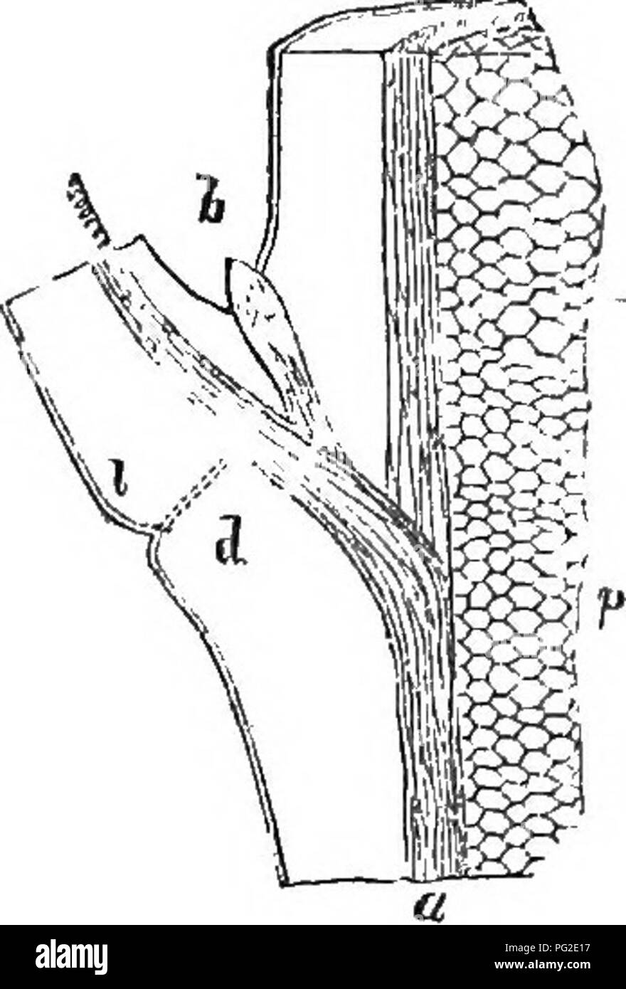 This Book Provides An Introduction To Botany Focusing On Plant Structure Physiology And