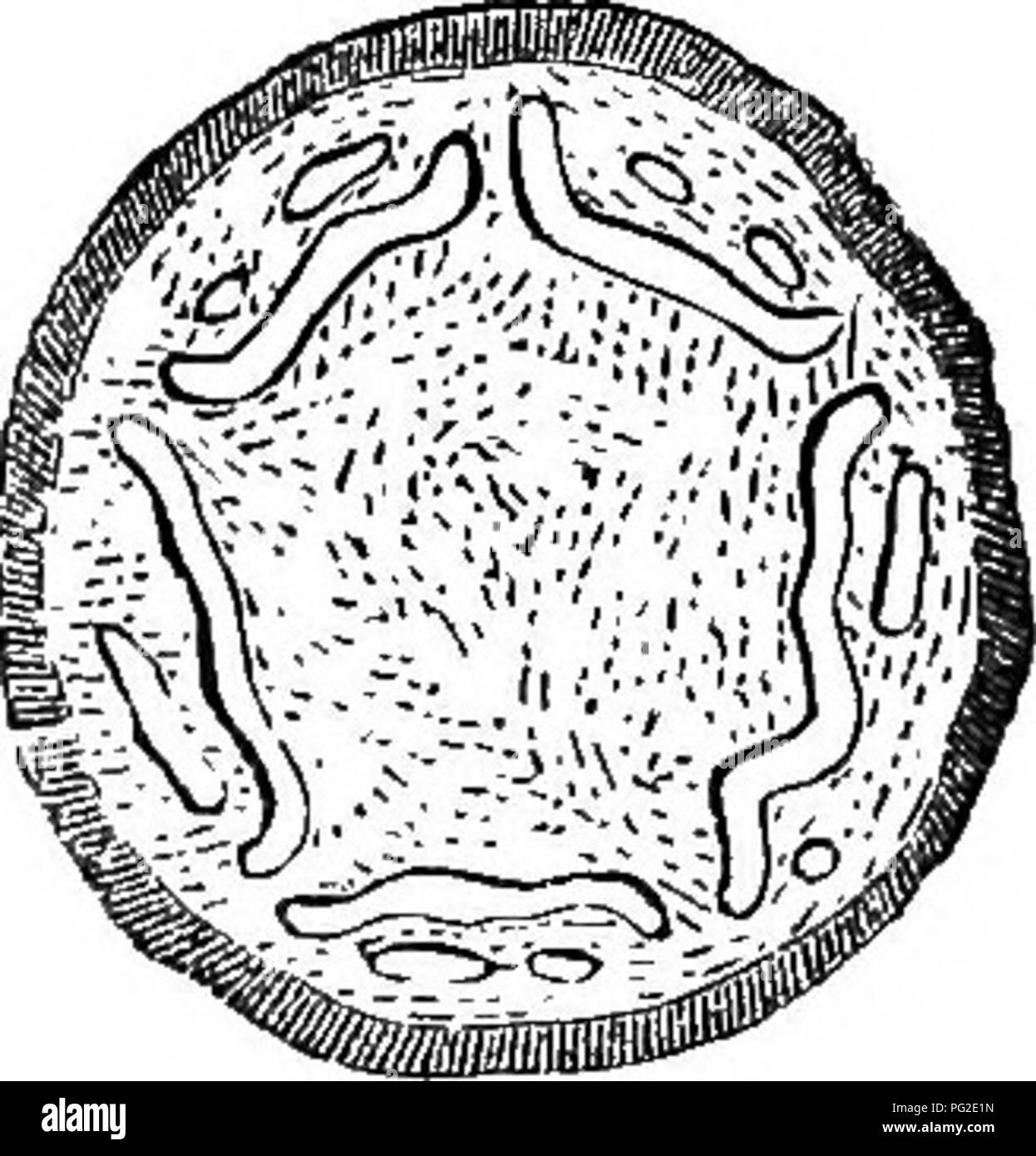 This botanical guide provides an in-depth look at plant structure ...