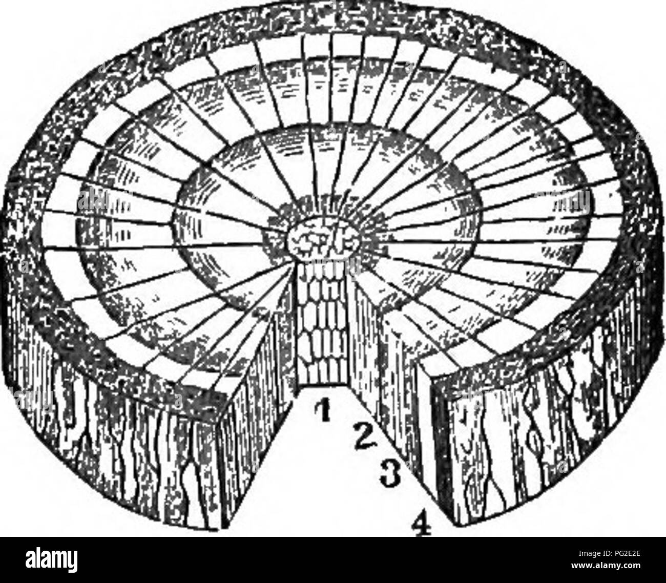 Endogenous stem Black and White Stock Photos & Images - Alamy