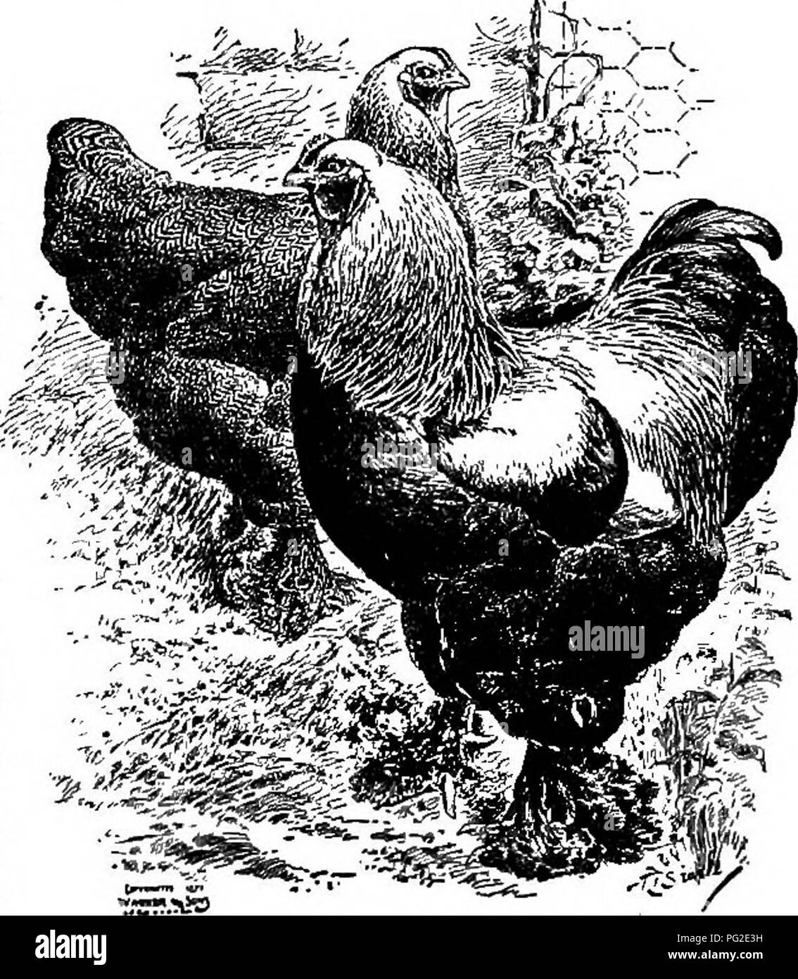 This guide on poultry-keeping provides insights into raising large ...