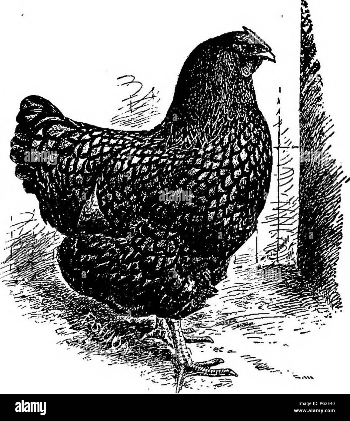 Java Hen