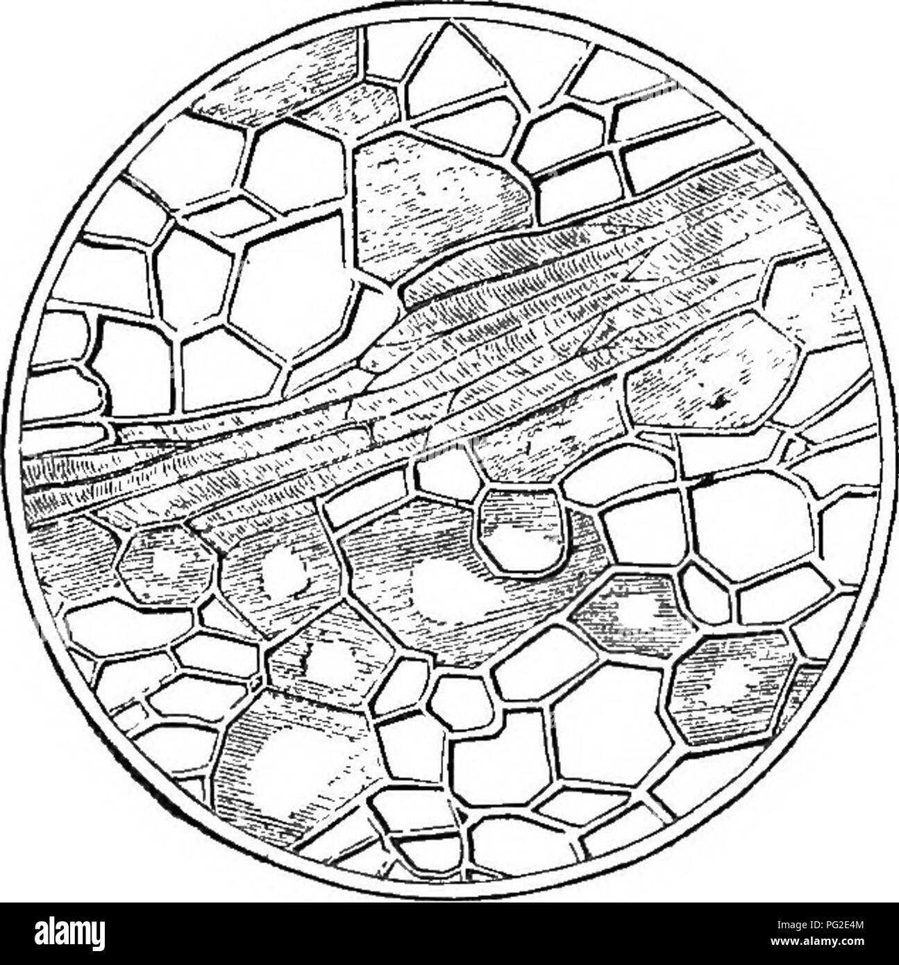 Rhizome plant Black and White Stock Photos & Images - Alamy