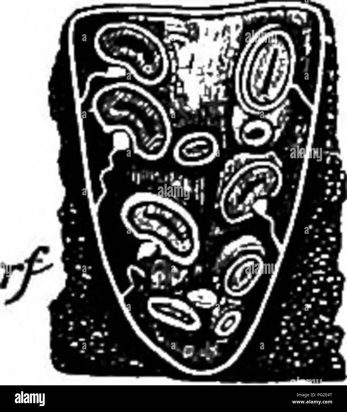 This study reviews the morphology and biology of fungi, mycetozoa, and ...