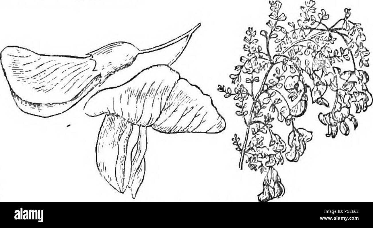Bladder senna tree Black and White Stock Photos & Images - Alamy