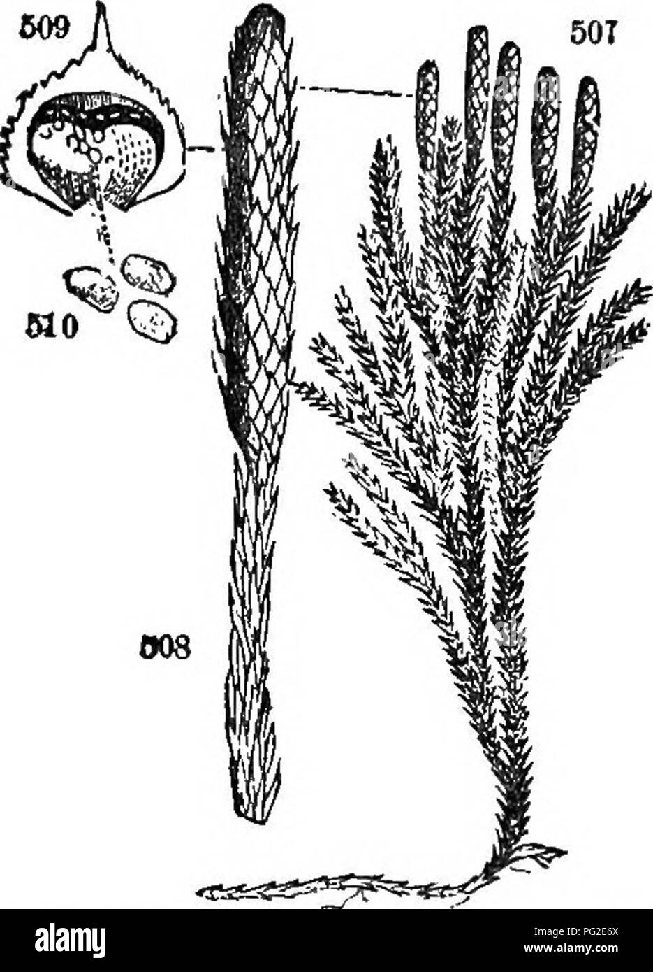 This botanical textbook outlines the structure, physiology, and ...