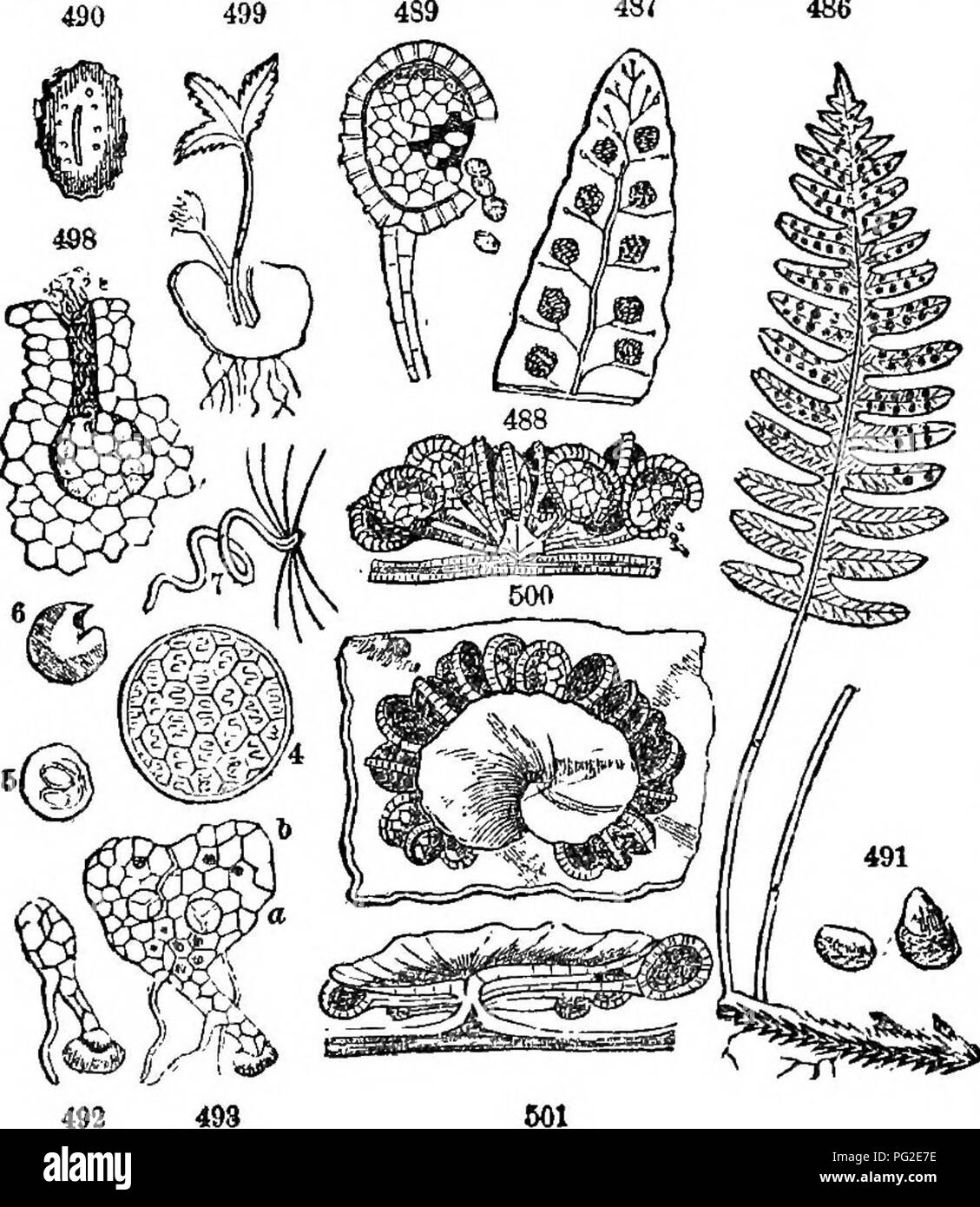 . Class-book of botany : being outlines of the structure, physiology ...