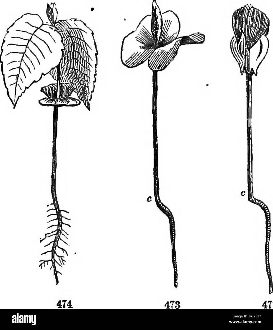 Development of the embryo axis hi-res stock photography and images - Alamy