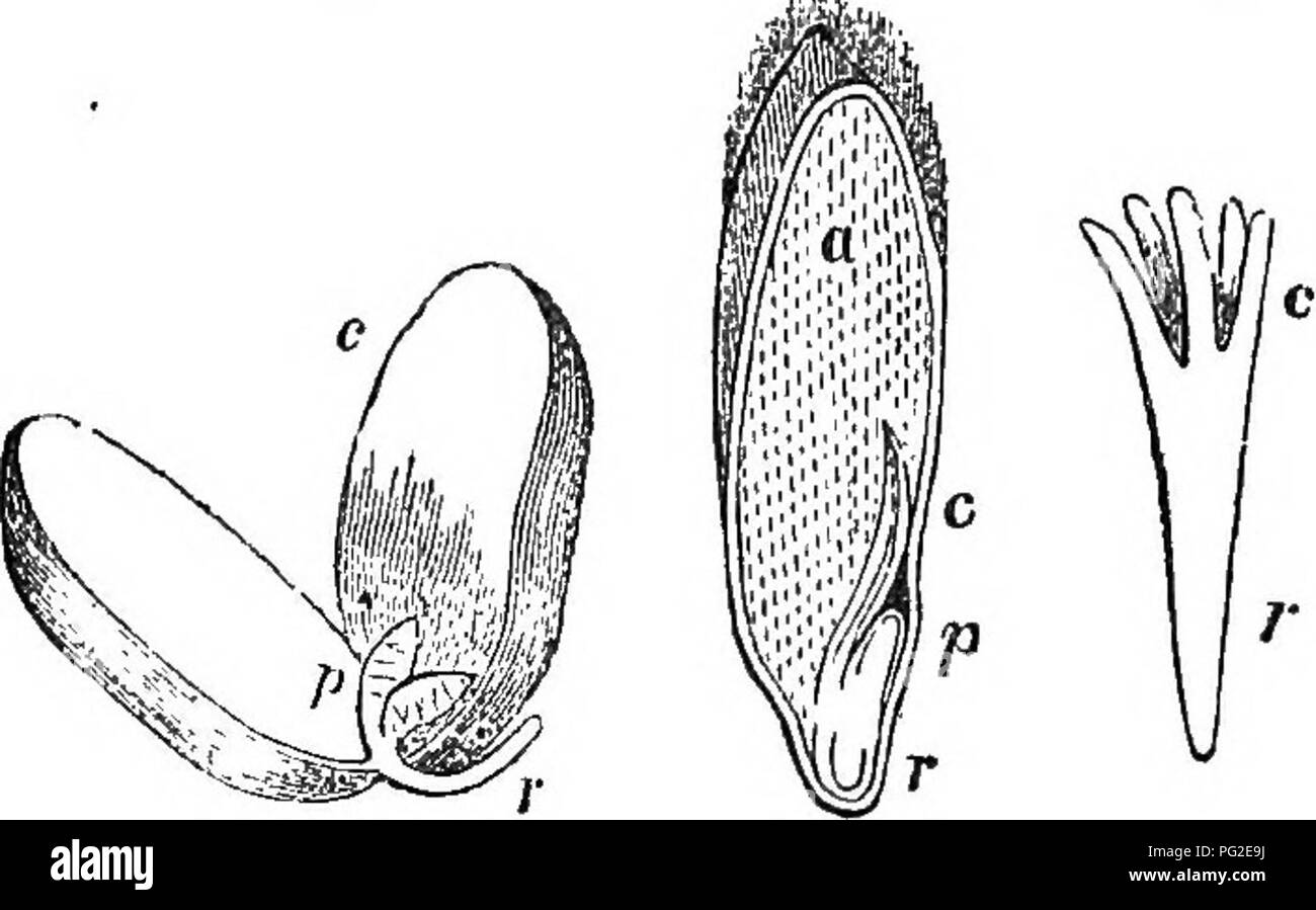 This section from a botanical text discusses seed structure, focusing ...