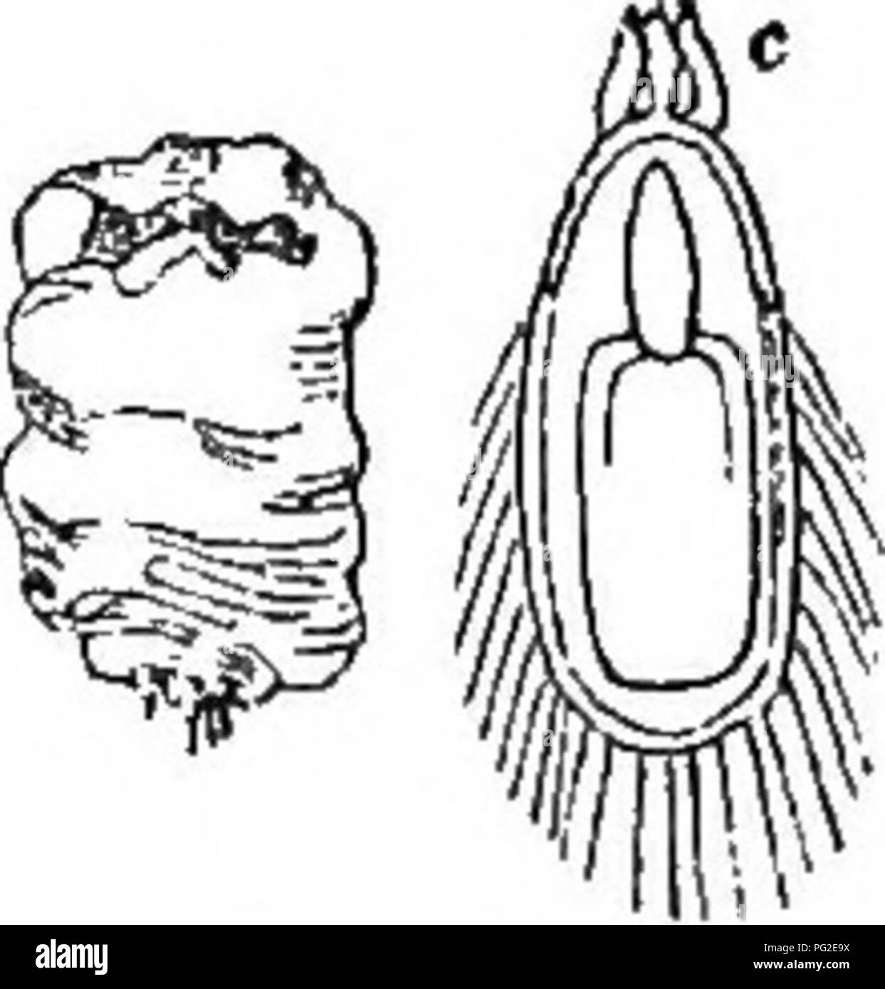 The book outlines the structure, physiology, and classification of ...