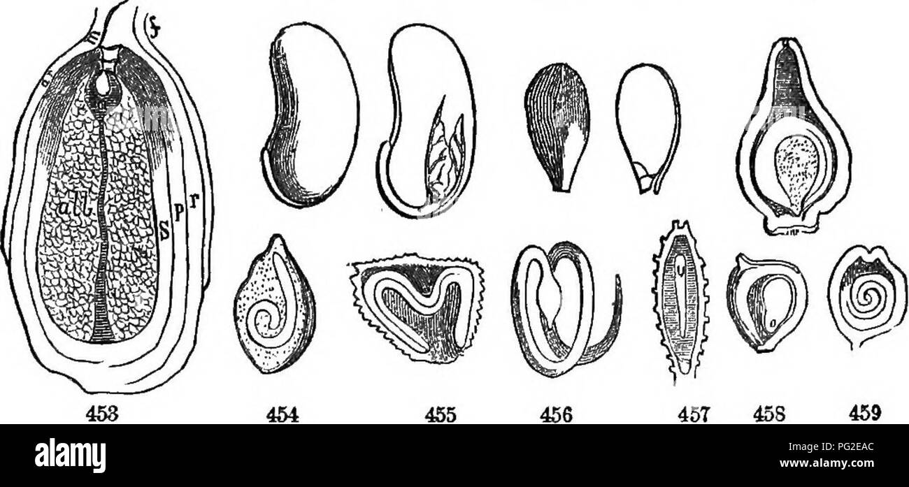 . Class-book of botany : being outlines of the structure, physiology ...