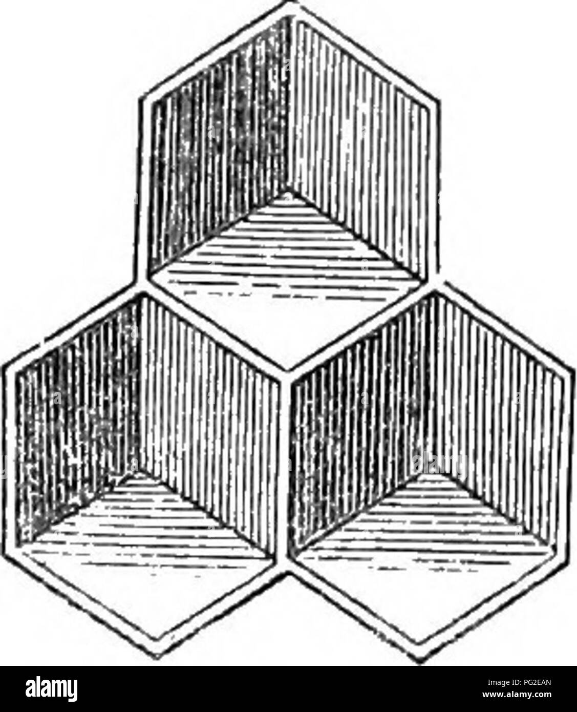 This manual provides practical insights into beekeeping, detailing the ...