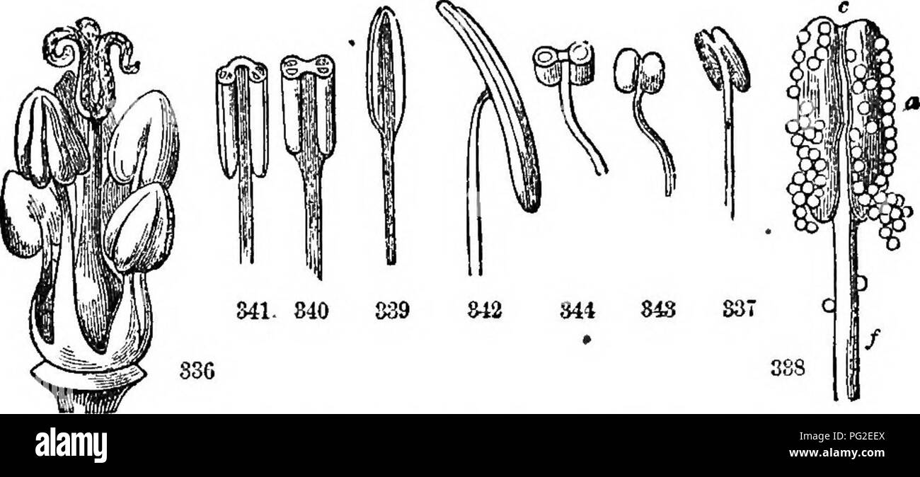 Versatile anther hi-res stock photography and images - Alamy