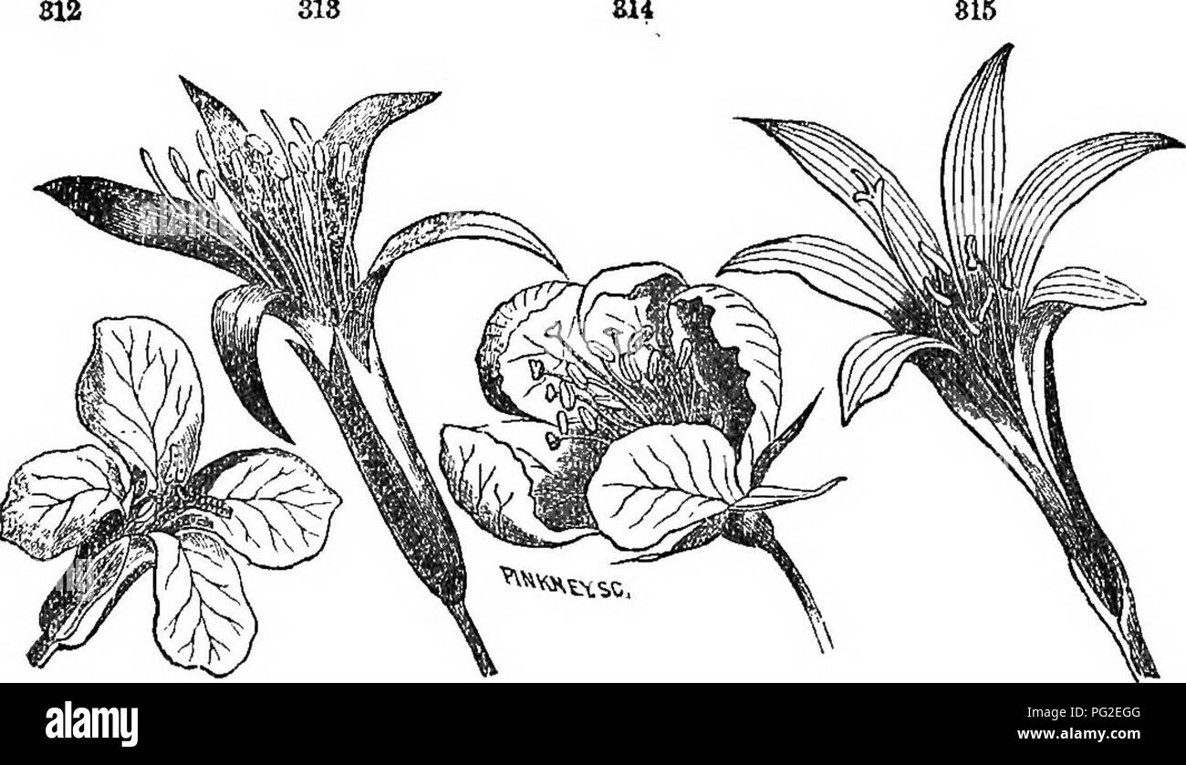 Papilionaceous corolla hi-res stock photography and images - Alamy