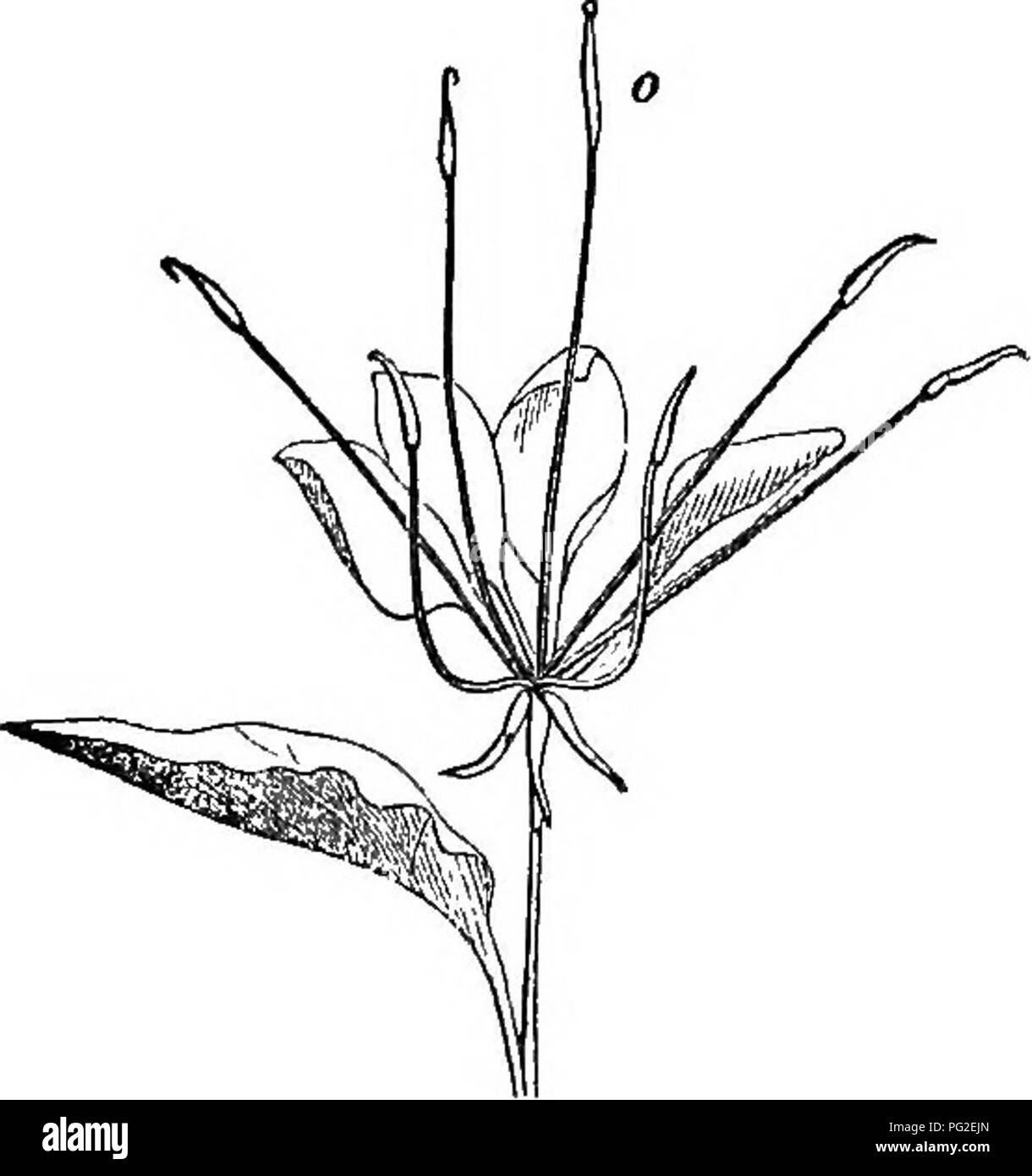 Receptacle of the flower Black and White Stock Photos & Images - Alamy