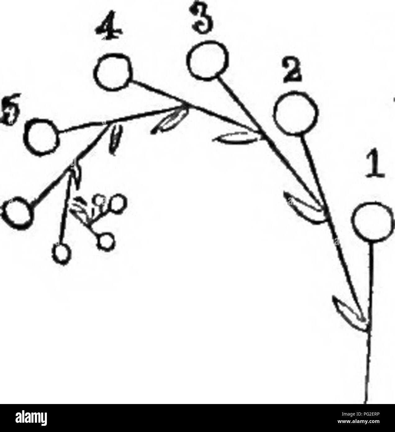 This section from the 'Class-book of Botany' features Vernonia ...