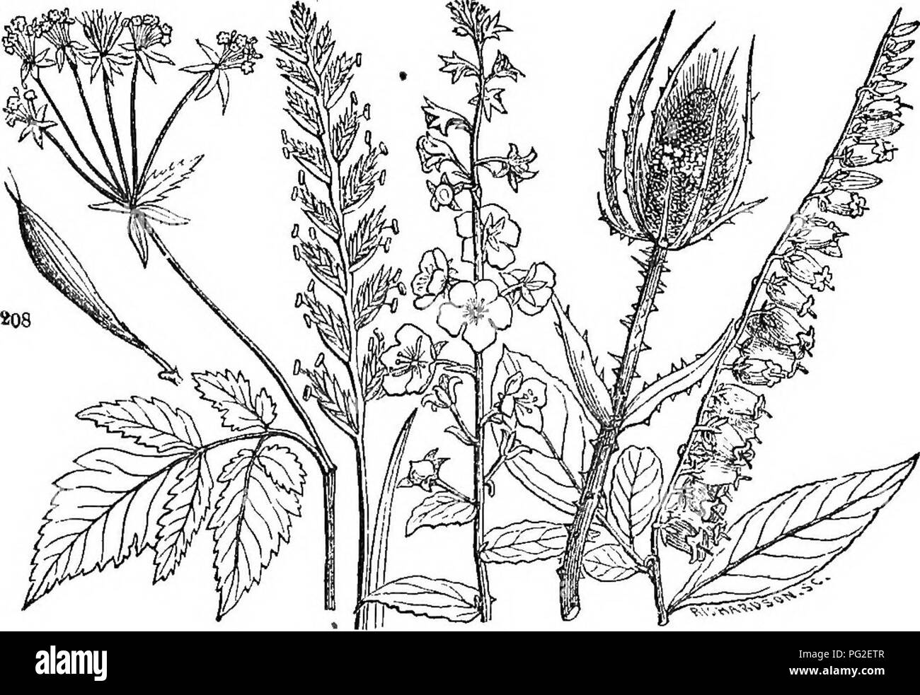 This *Class-book of Botany* outlines plant structure, physiology, and ...