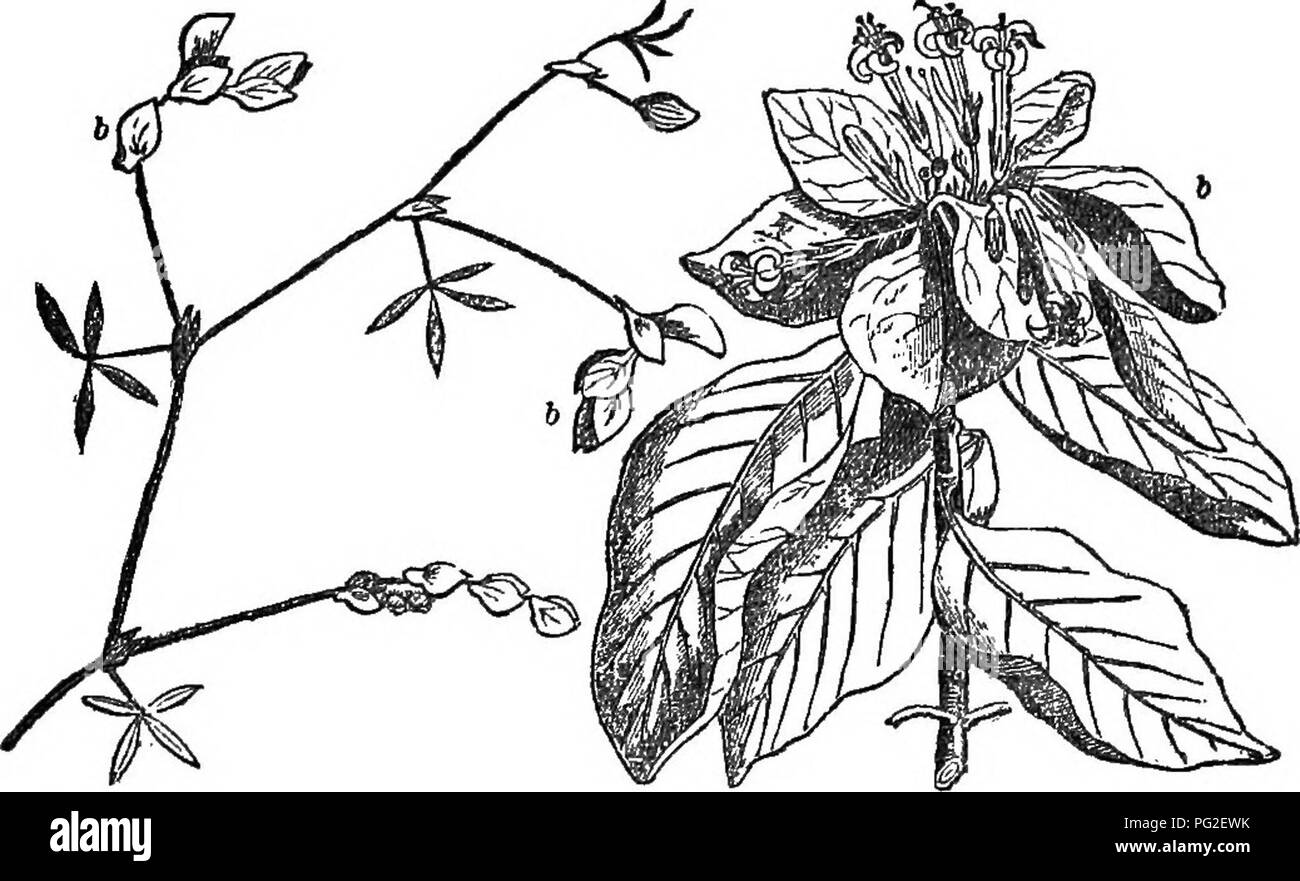 This botany class-book provides an overview of plant structure ...