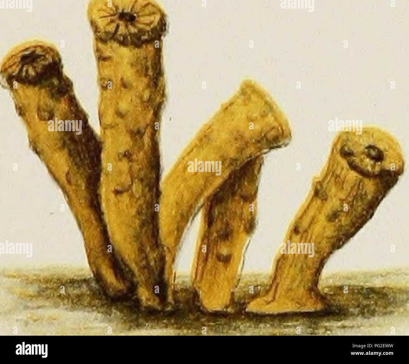 This natural history work details the flora and fauna of the Bahamas ...