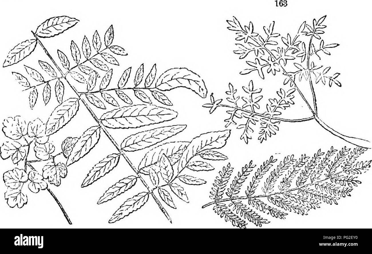 . Class-book of botany : being outlines of the structure, physiology ...