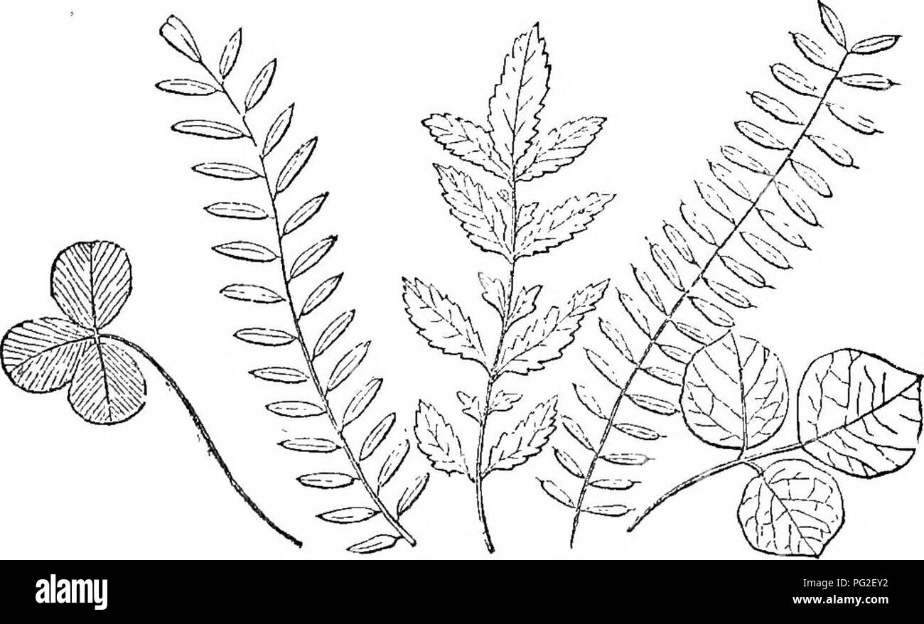 Sharp spiny leaves Black and White Stock Photos & Images - Alamy