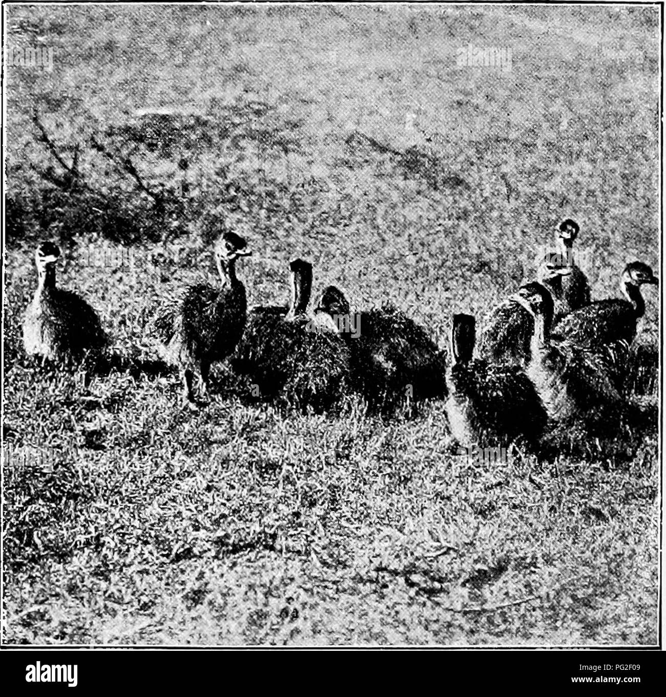 This illustration depicts daily life on an ostrich farm, focusing on ...