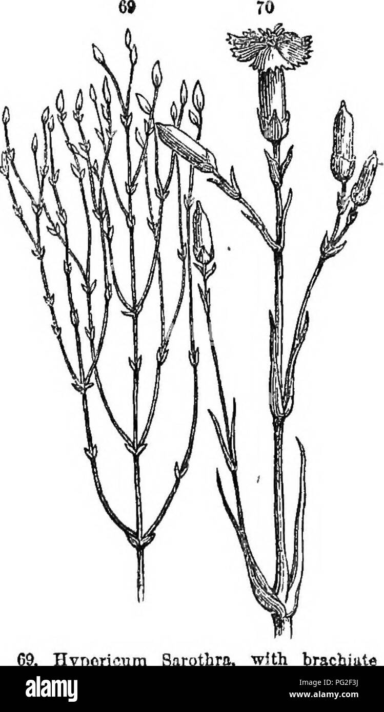 Axillary buds hi-res stock photography and images - Alamy