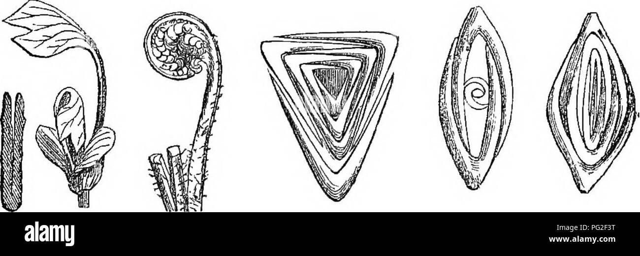 Root and the lower stem hi-res stock photography and images - Alamy