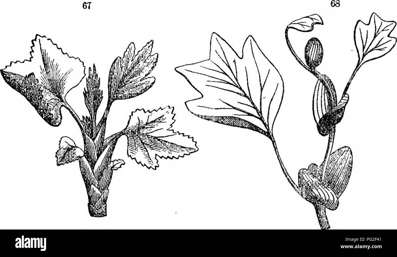 Tulip tree scales hi-res stock photography and images - Alamy