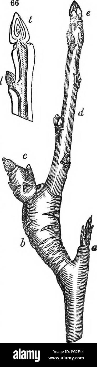 Axillary bulb hi-res stock photography and images - Alamy