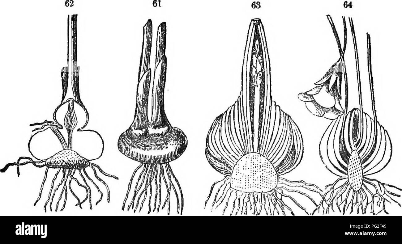. Class-book of botany : being outlines of the structure, physiology ...