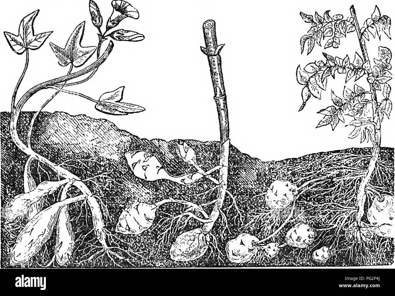 This comprehensive botanical textbook outlines the structure ...