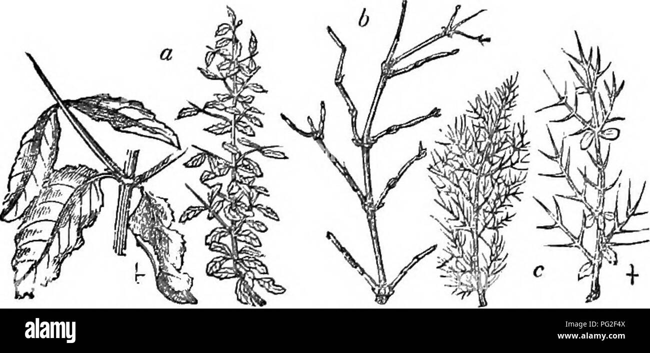 270 described species Black and White Stock Photos & Images - Alamy